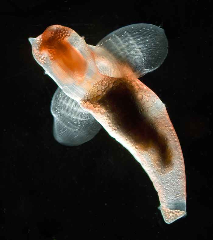 Ocean's canaries have survived previous perturbations in the Earth's ...