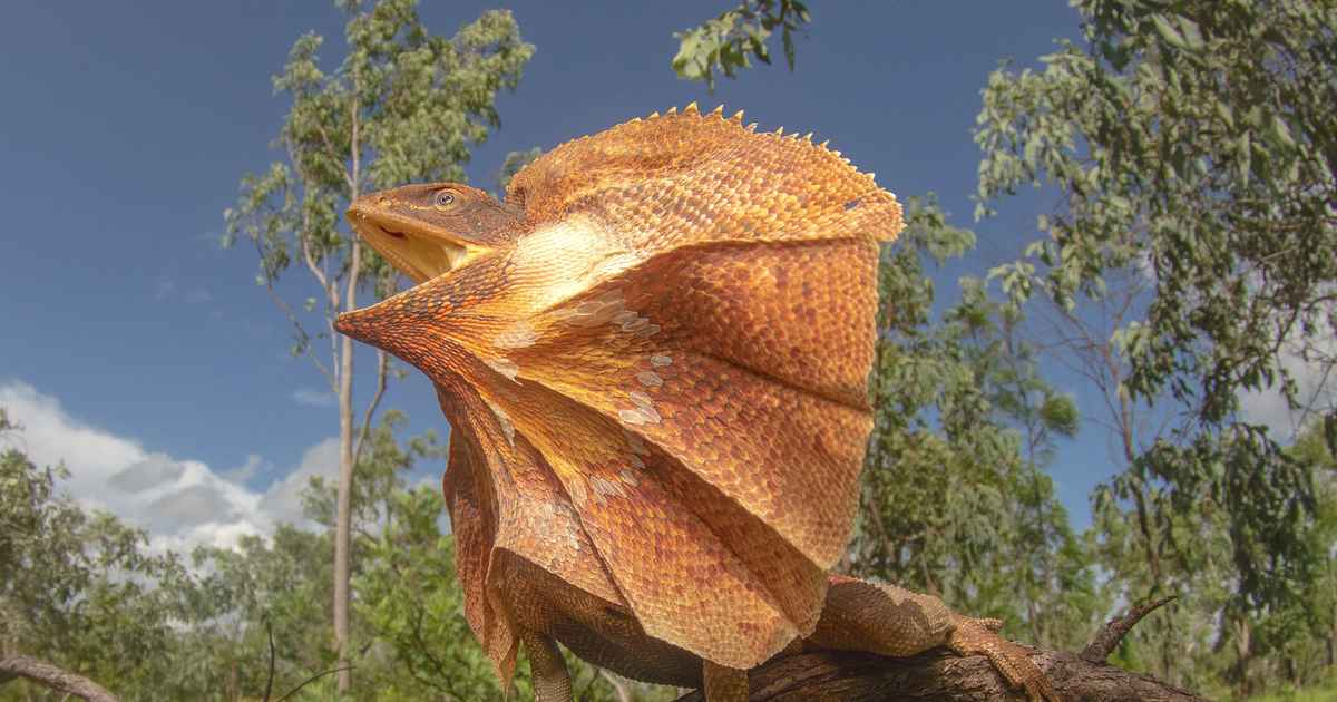 Past climate helps explain why there are no kangaroos in Bali ...