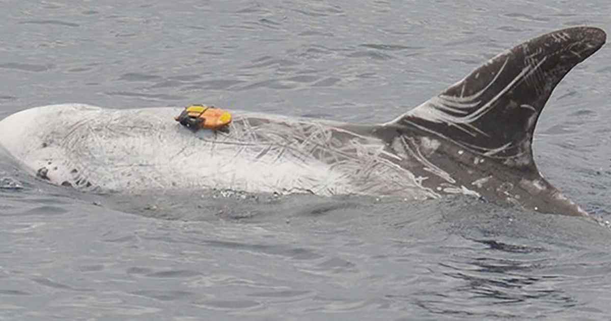 Dolphins perform special spin dive when hunting deep prey - Institute ...