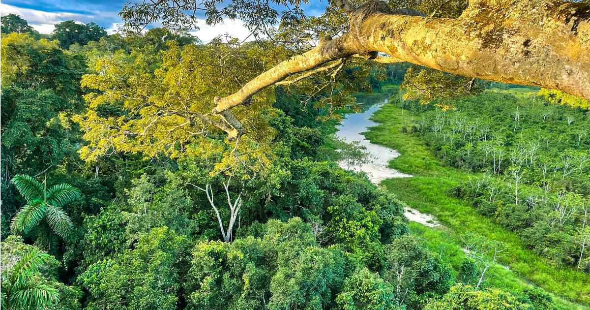 Consequence of past fires and drought in the Amazon: resilient species ...