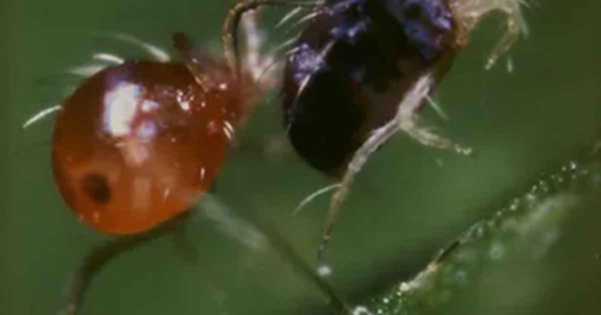 Sustainable agriculture - Evolutionary & Population Biology (IBED-EPB ...