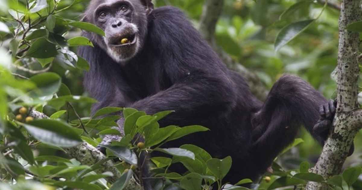 Evolution of Behavior - Evolutionary & Population Biology (IBED-EPB ...