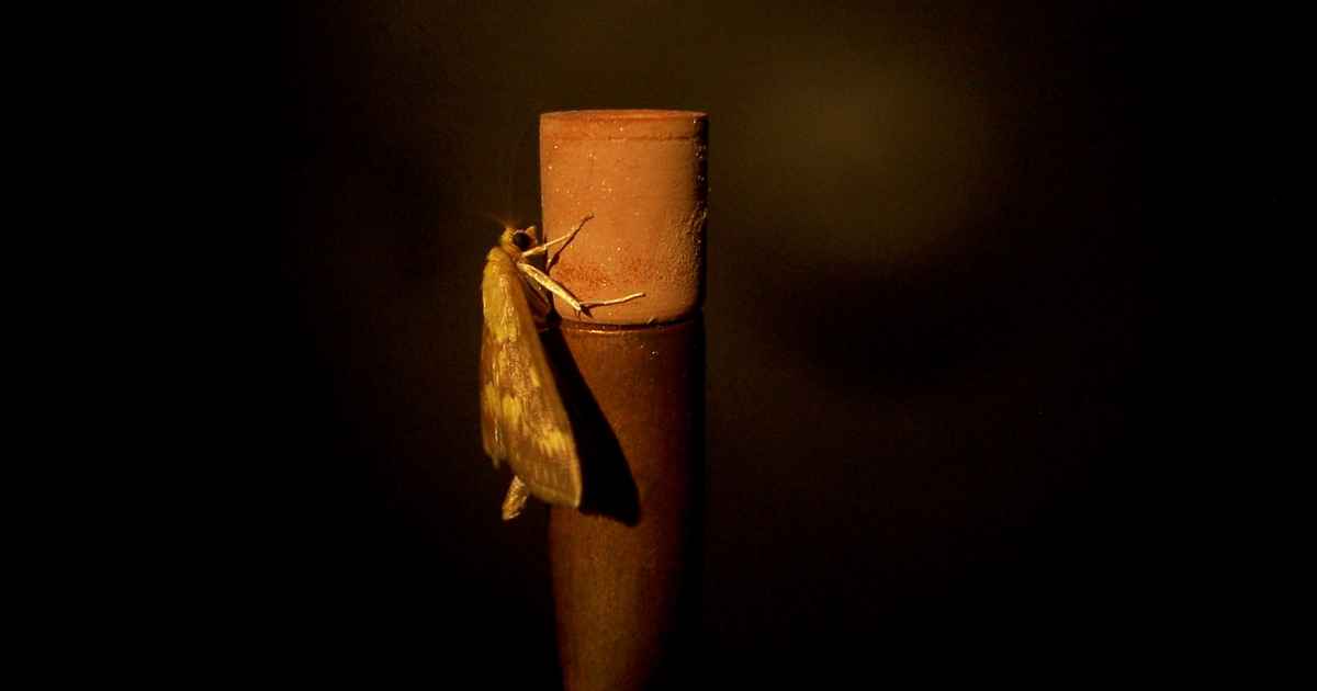 How moths find their flame - Institute for Biodiversity and Ecosystem ...
