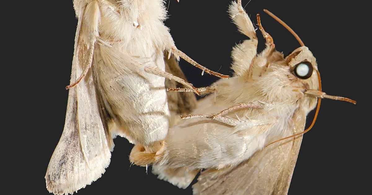 Study reveals new insights into moth pheromone evolution - Institute ...