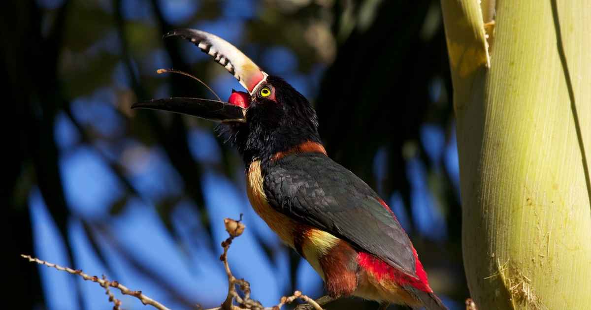 Open wide! What bird beaks say about tropical biodiversity - Institute ...