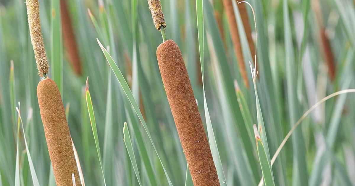 Old human feces reveal cattail pollen as a food source in prehistoric ...