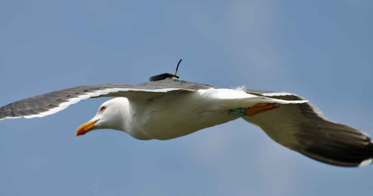 UvA-BiTS bird tracking devices - Institute for Biodiversity and ...