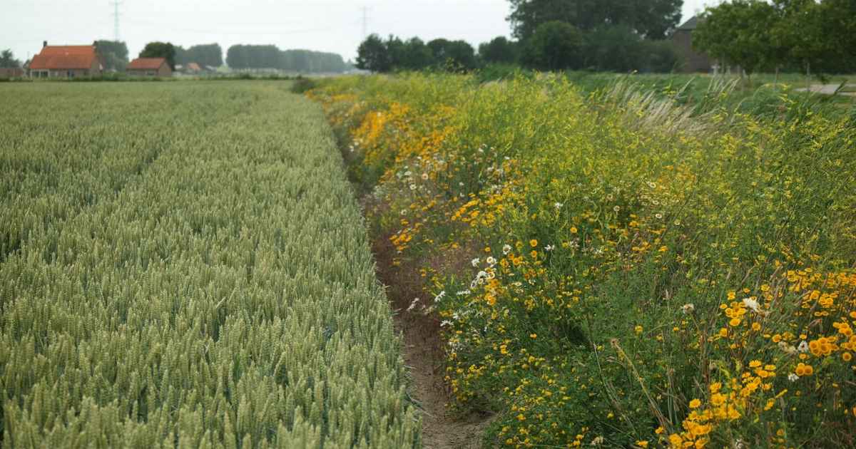 Onderzoek toont belang bloemrijke akkerranden voor de landbouw ...