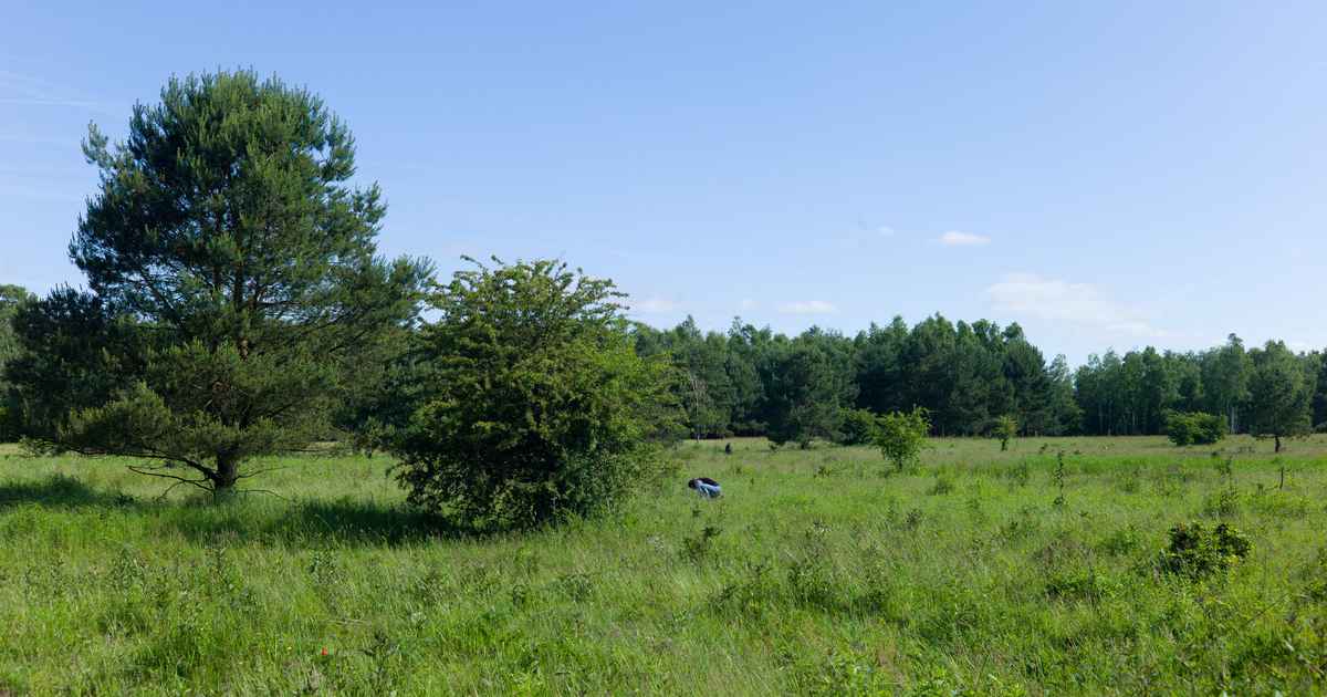 A new approach to the restoration of ecosystem complexity - Institute ...