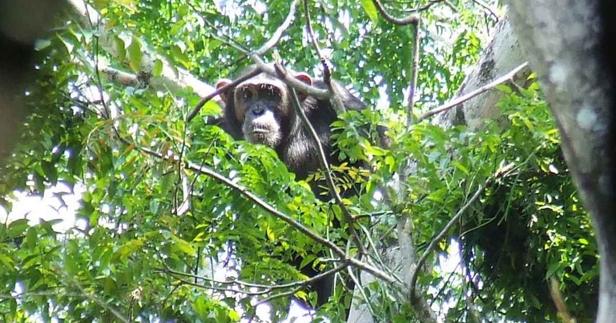 Culturele onderdrukking beïnvloedt het gebruik van gereedschap door ...