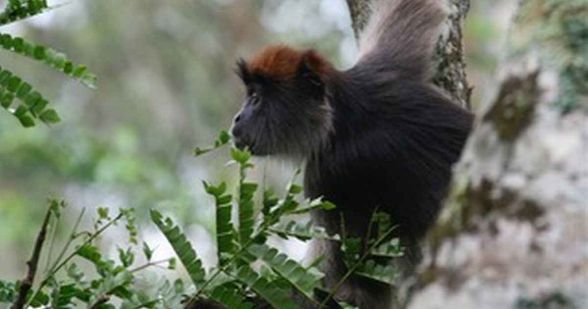Primate ecology and evolution shaped by two most consumed plant ...