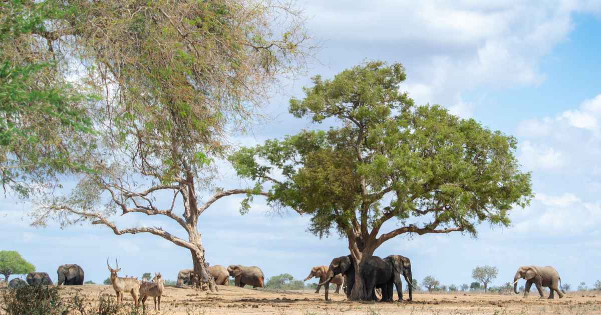 New study shows rights-based conservation is crucial to achieve global ...